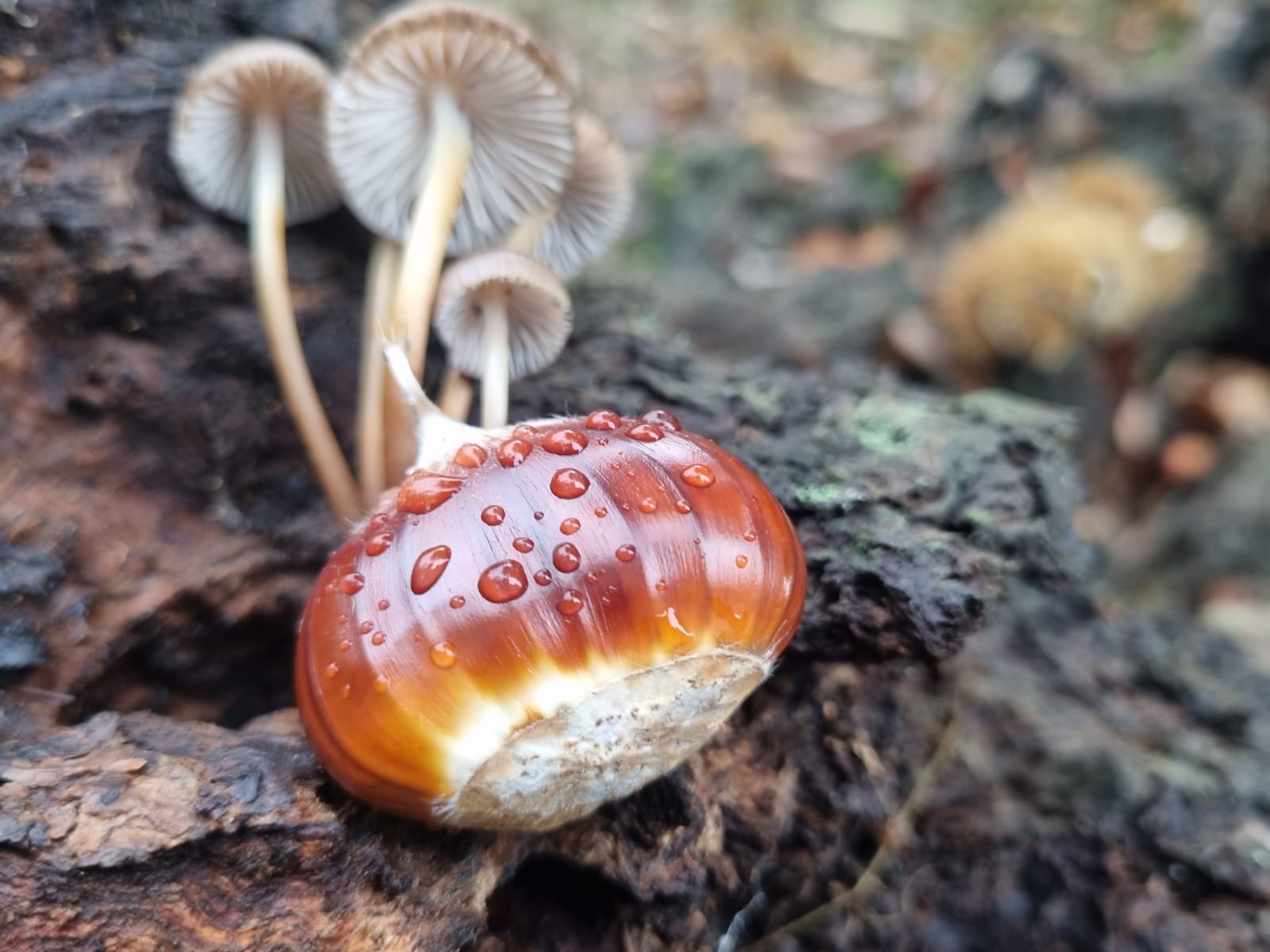 #piemonteparchi - Mostra Gocce di bosco - Villar Focchiardo